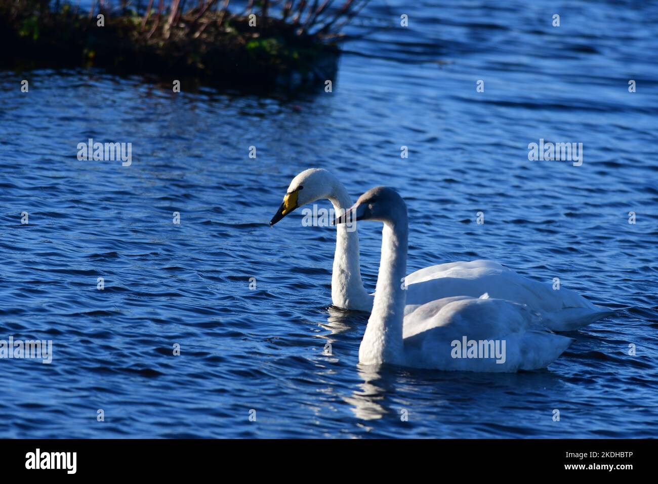 Scotlands national bird hi-res stock photography and images - Alamy