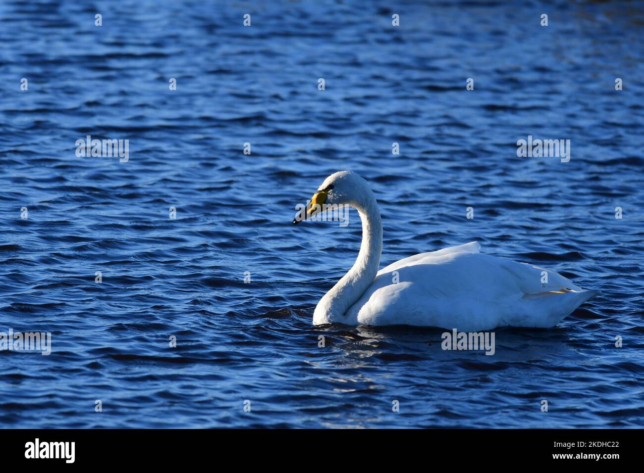 Whooper Swans Scotland Stock Photo - Alamy
