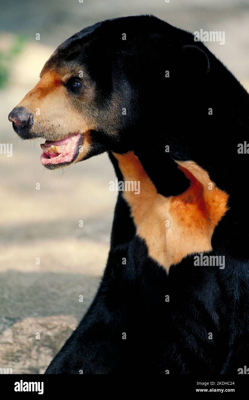 Himalayan Sun Bear, Ursus malayanus, an endangered species Stock Photo ...