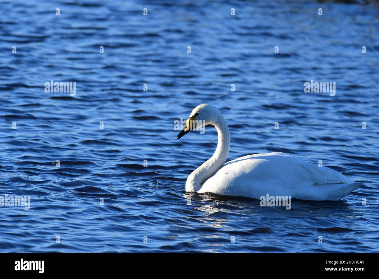 Whooper Swans Scotland Stock Photo - Alamy