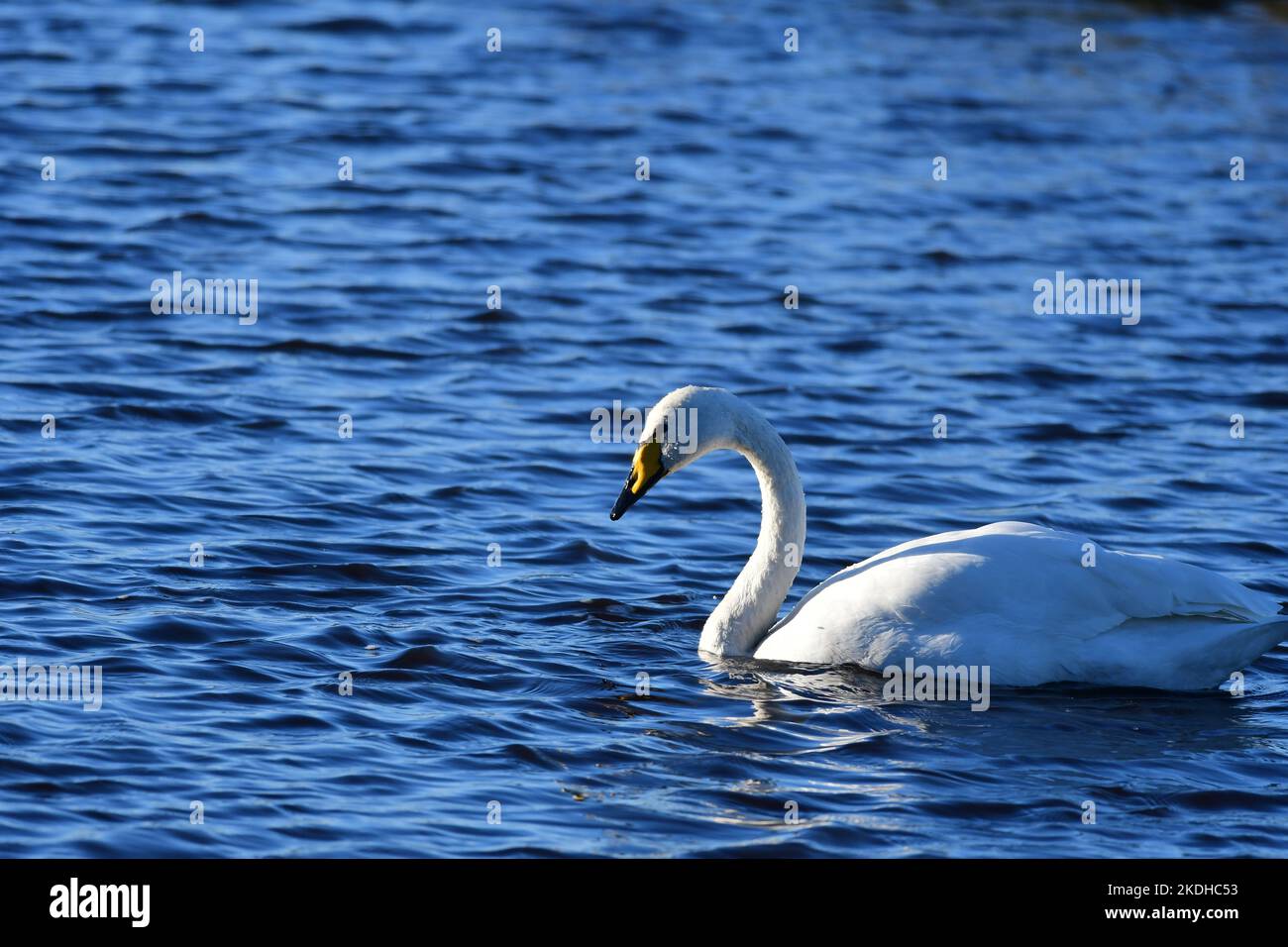 Whooper Swans Scotland Stock Photo - Alamy