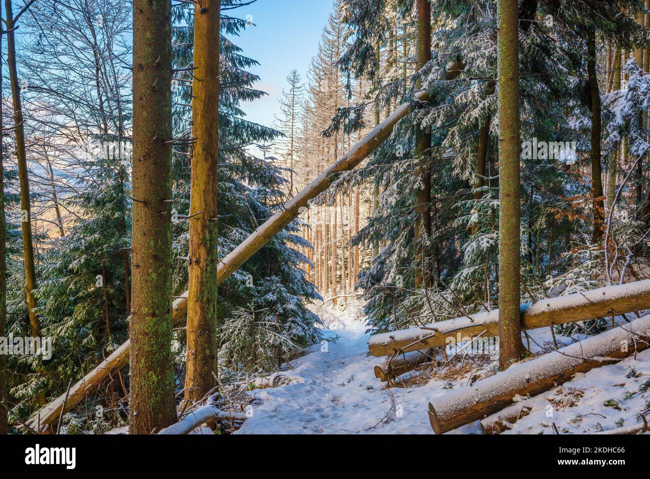 Scenic winter forest scene. Footpath in the sunny winter forest high in ...