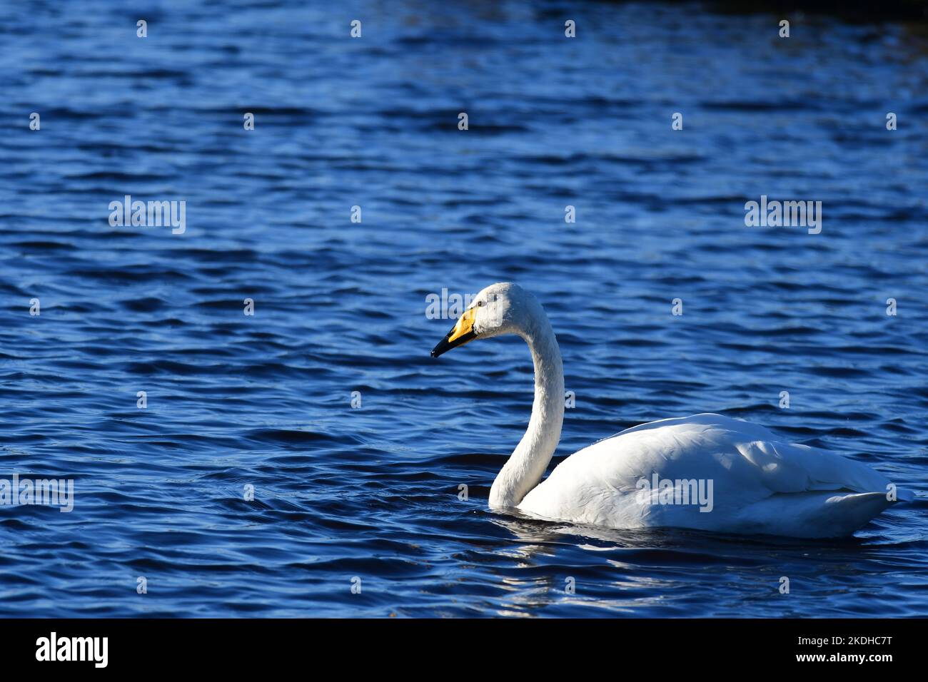 Whooper Swans Scotland Stock Photo - Alamy