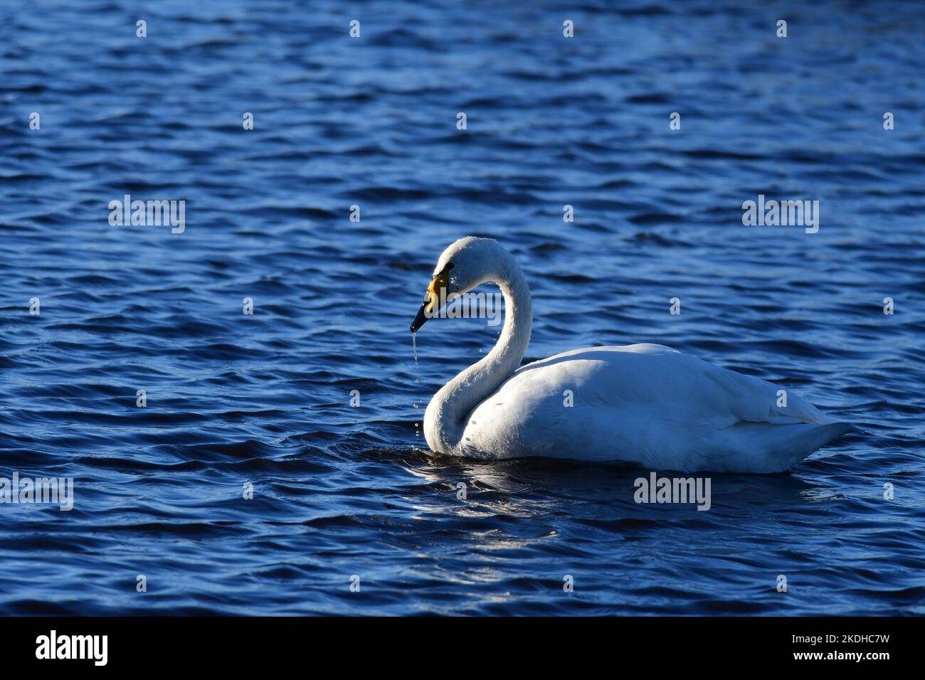 Whooper Swans Scotland Stock Photo - Alamy