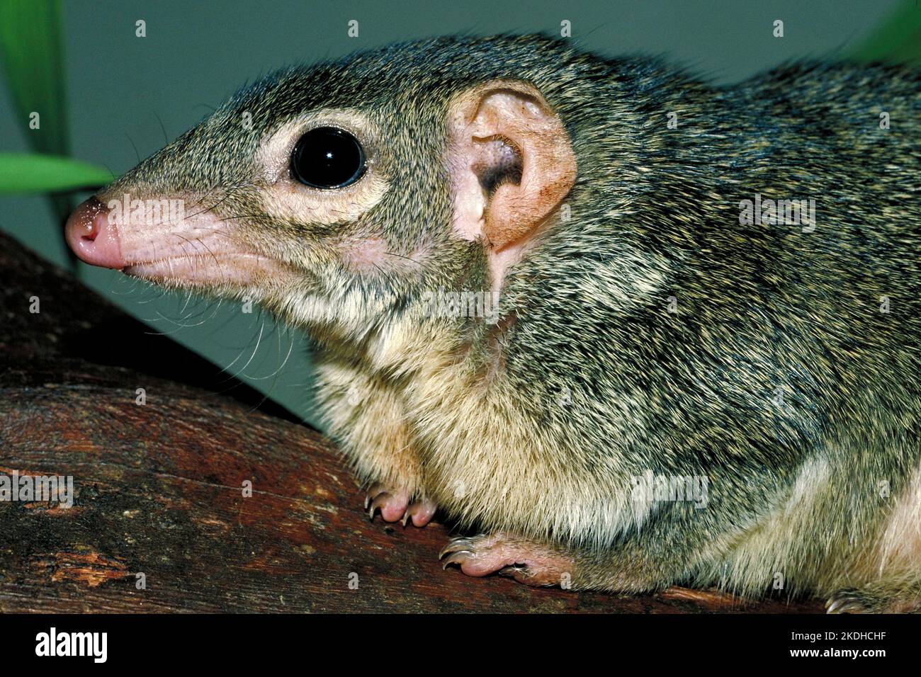 Tree Shrew, Tupaia glis Stock Photo - Alamy