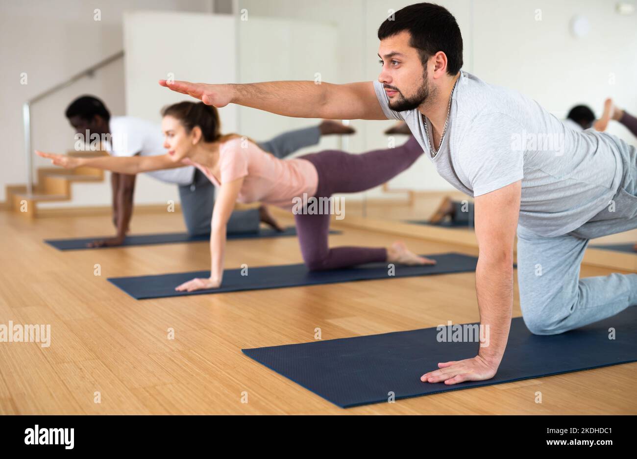 Pose bird dog hi-res stock photography and images - Alamy