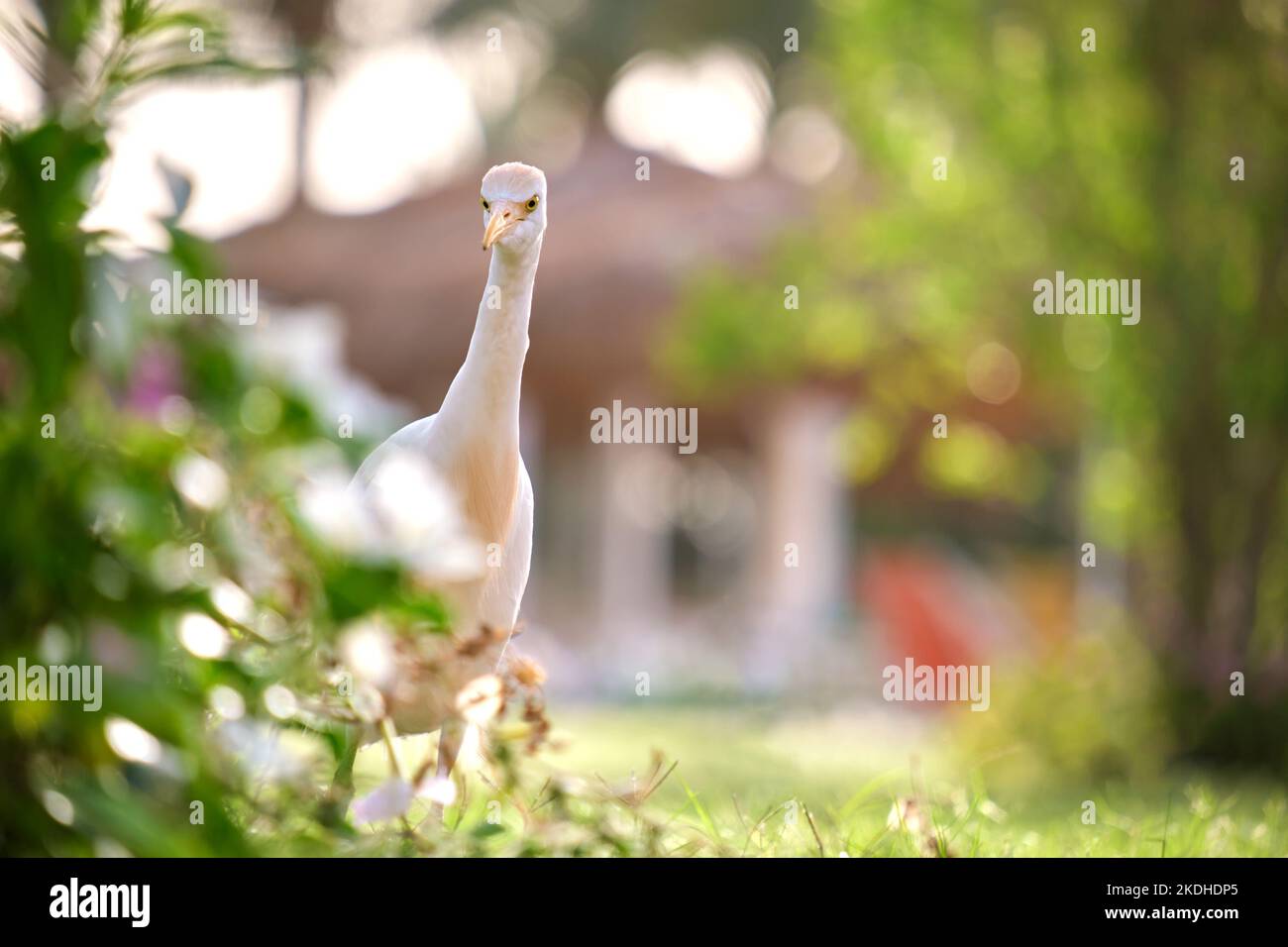 White cattle egret wild bird, also known as Bubulcus ibis walking on ...