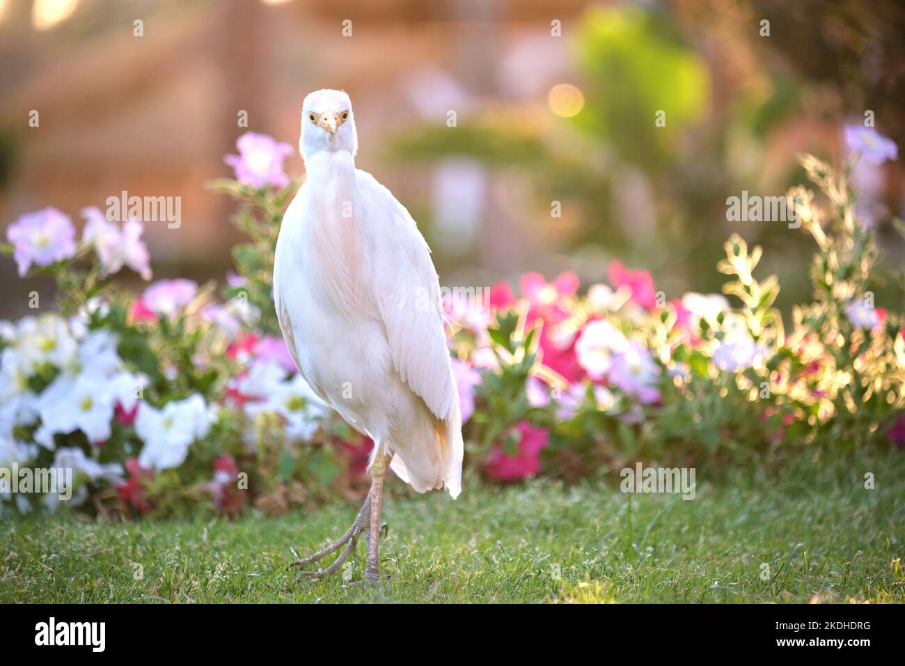 White cattle egret wild bird, also known as Bubulcus ibis walking on ...