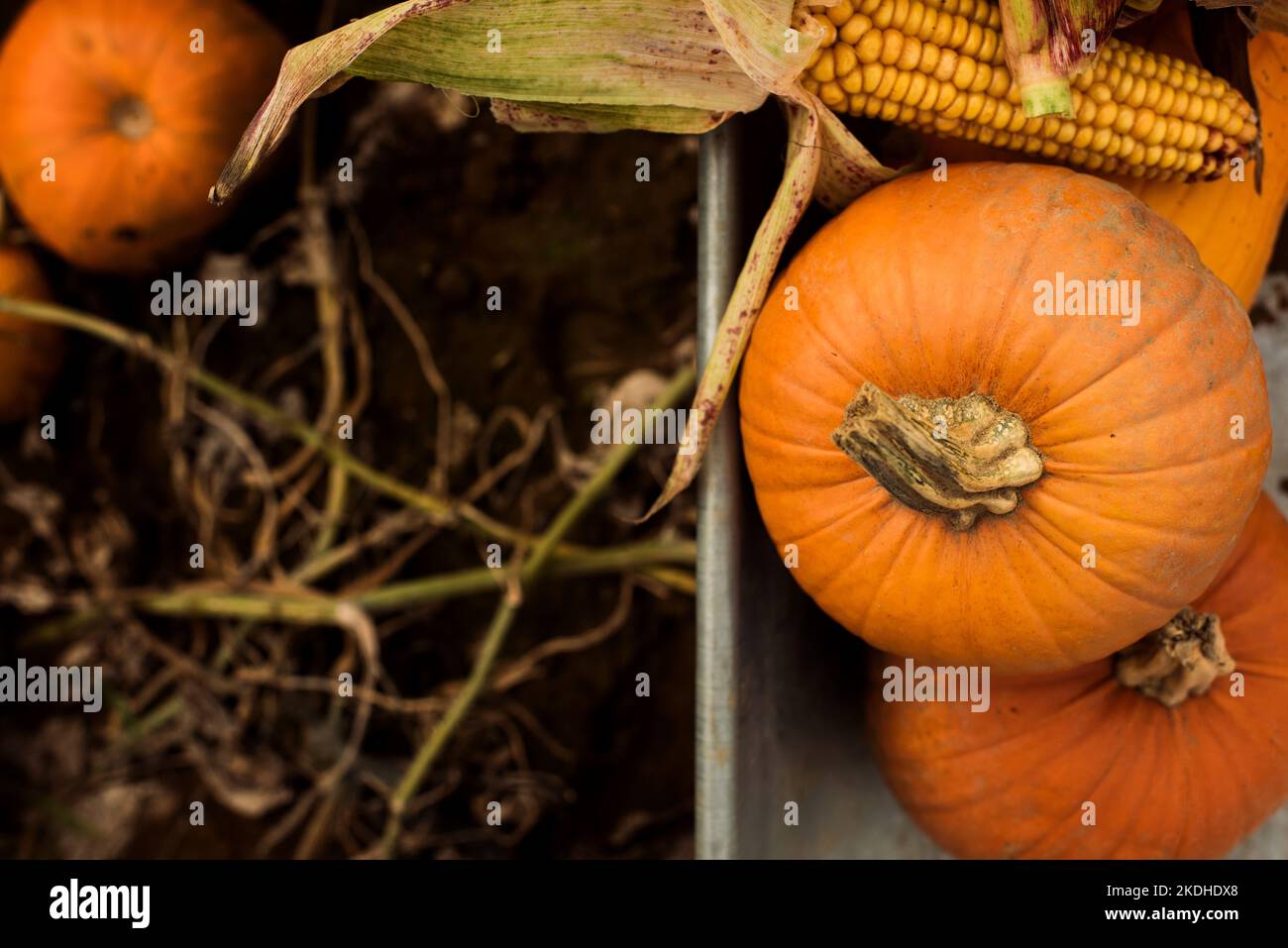 Pumpkins on a wheelbarrow hi-res stock photography and images - Alamy