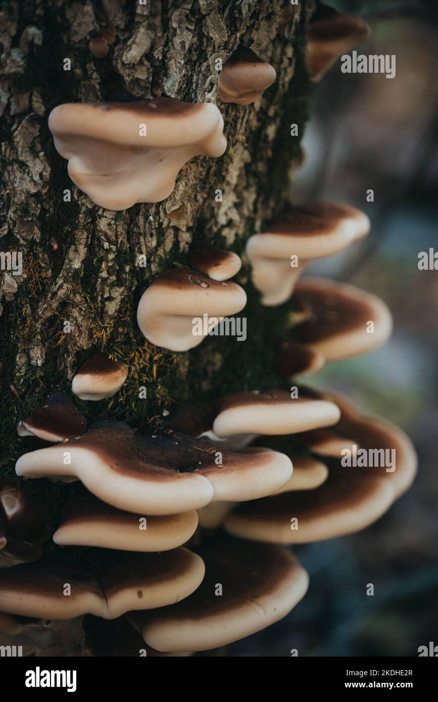 Close up of a group of mushrooms growing on a tree in the forest Stock ...