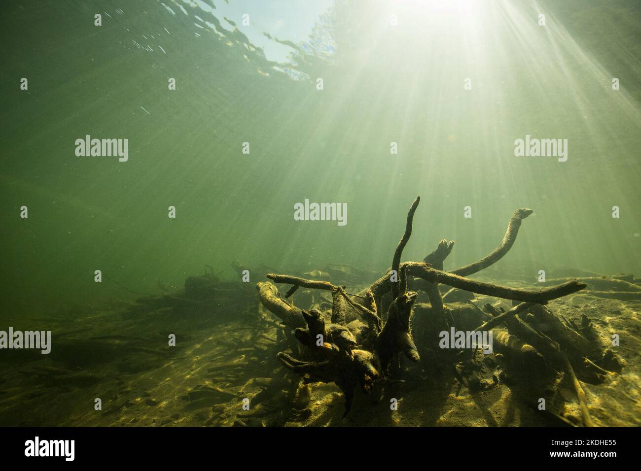 Underwater trees hi-res stock photography and images - Alamy