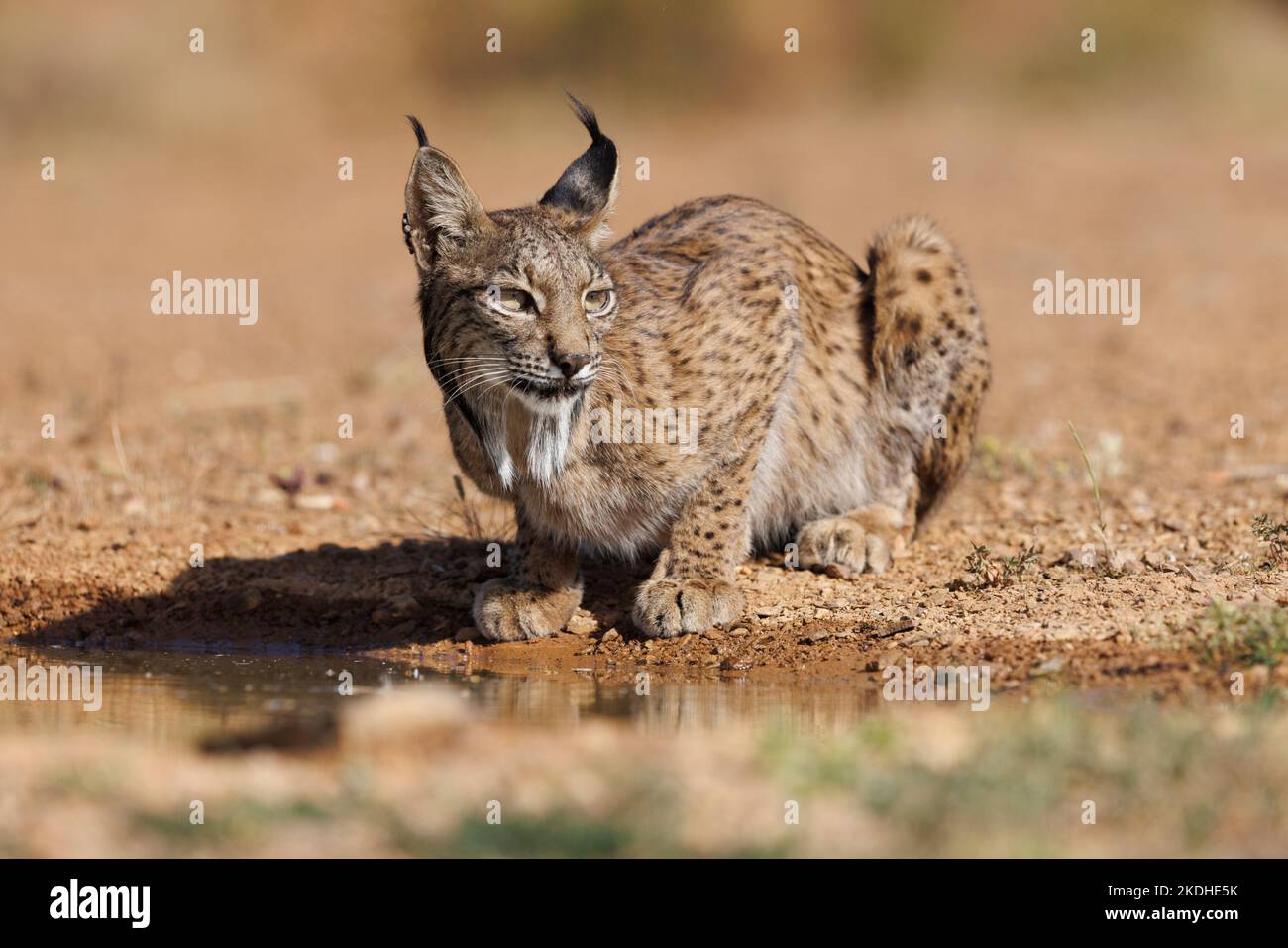Lynx in its environment hi-res stock photography and images - Alamy
