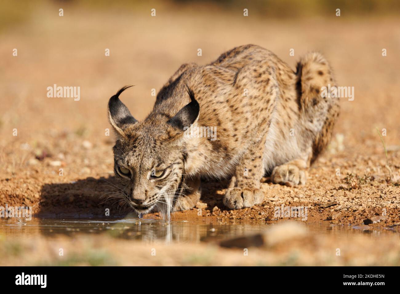 free iberian lynx in its natural environment drinking water Stock Photo ...