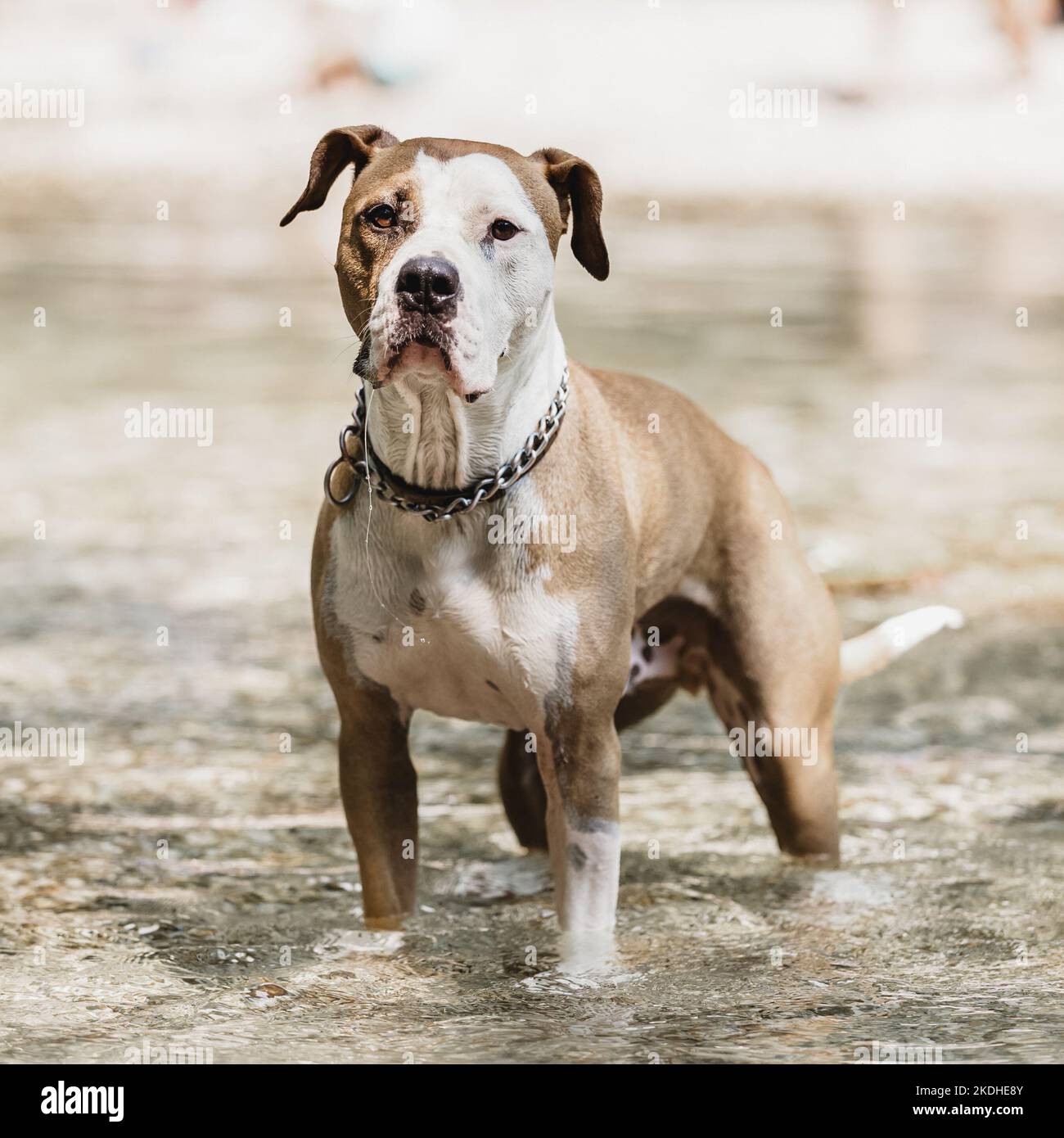 Brown and white American staffordshire terrier dog wearing collar ...