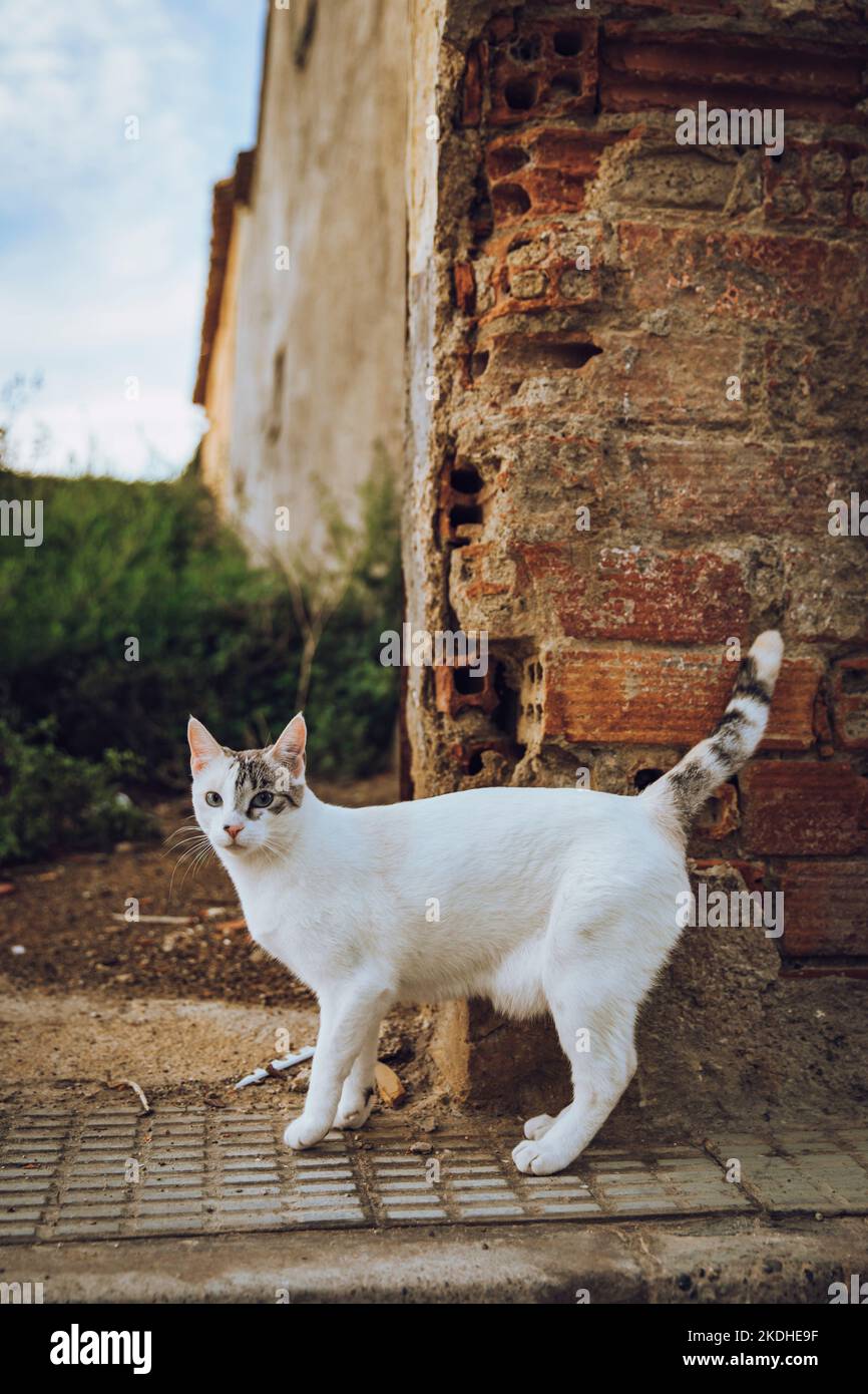 Street cat walk hi-res stock photography and images - Alamy