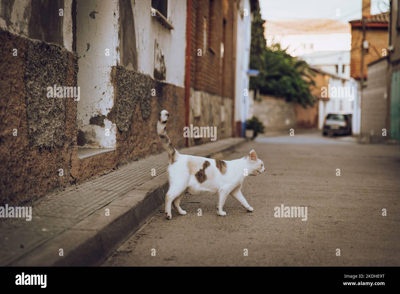 white cat walking down the street Stock Photo - Alamy
