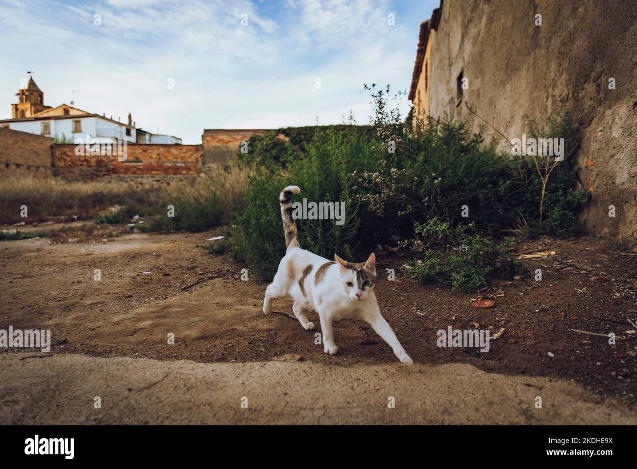 Staring street cat hi-res stock photography and images - Alamy