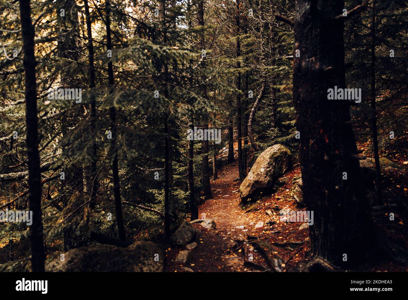 Interior of a forest hi-res stock photography and images - Alamy