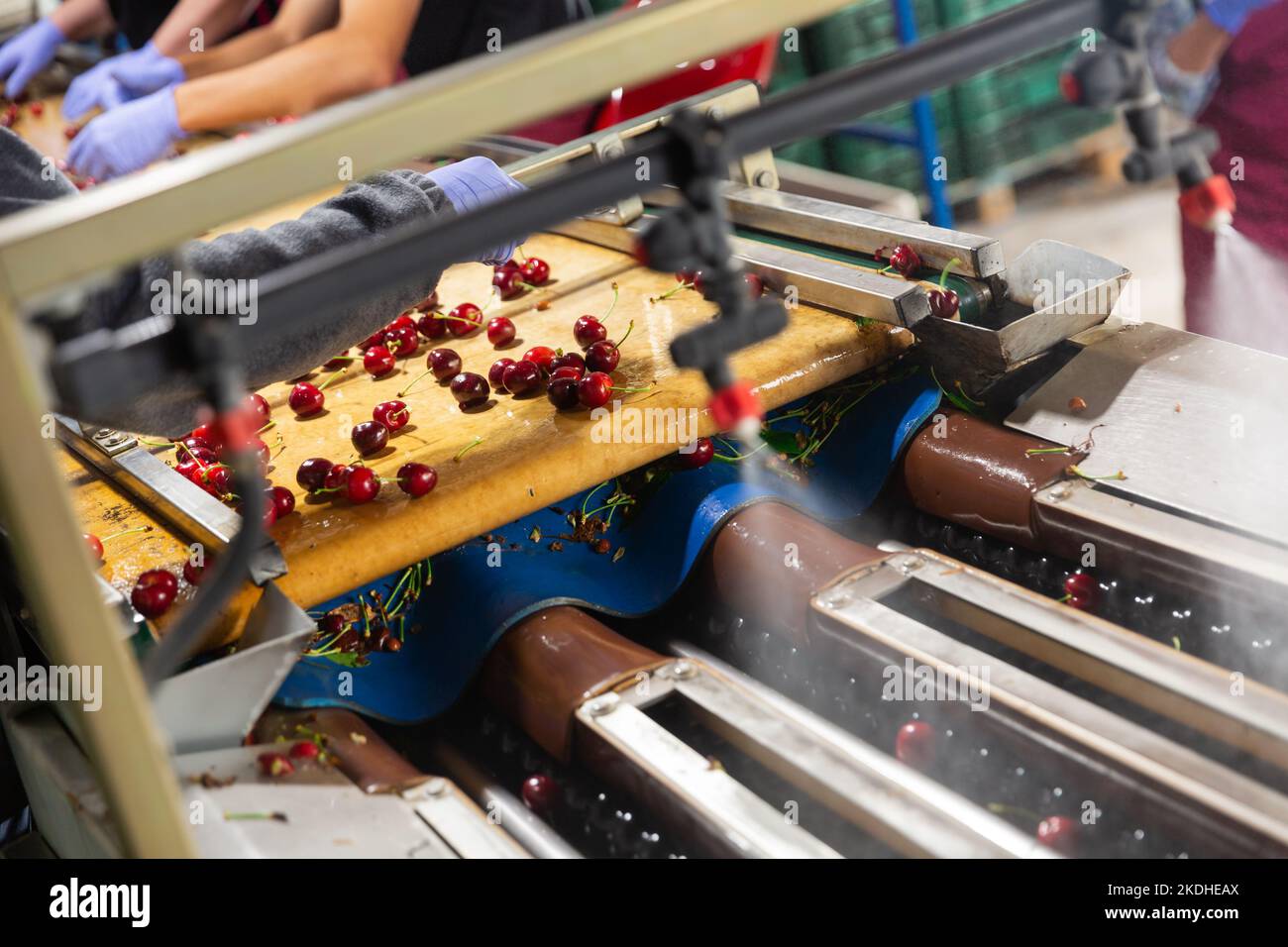 Selecting and sorting berries Stock Photo - Alamy