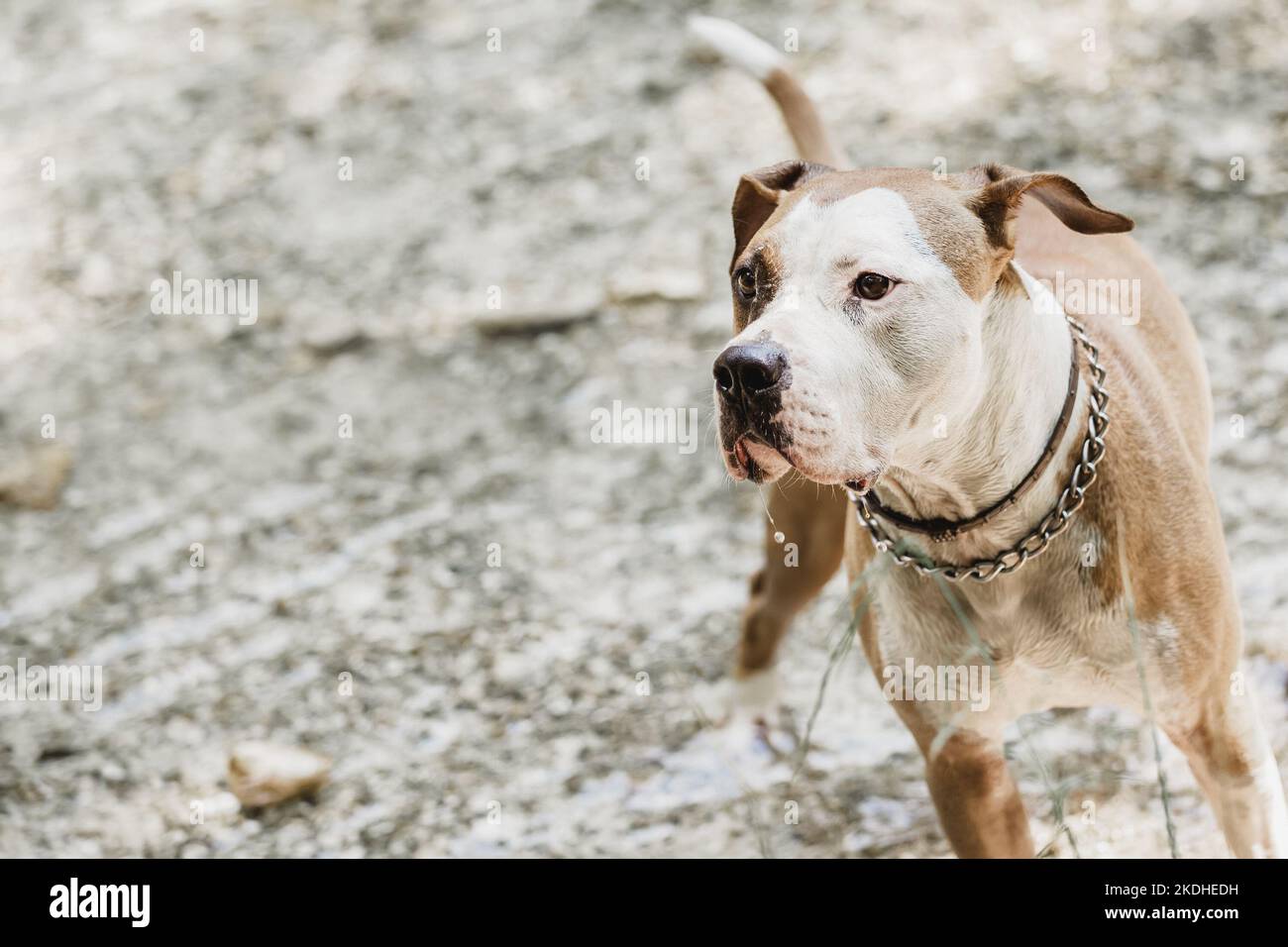 Brown and white American staffordshire terrier dog wearing collar ...