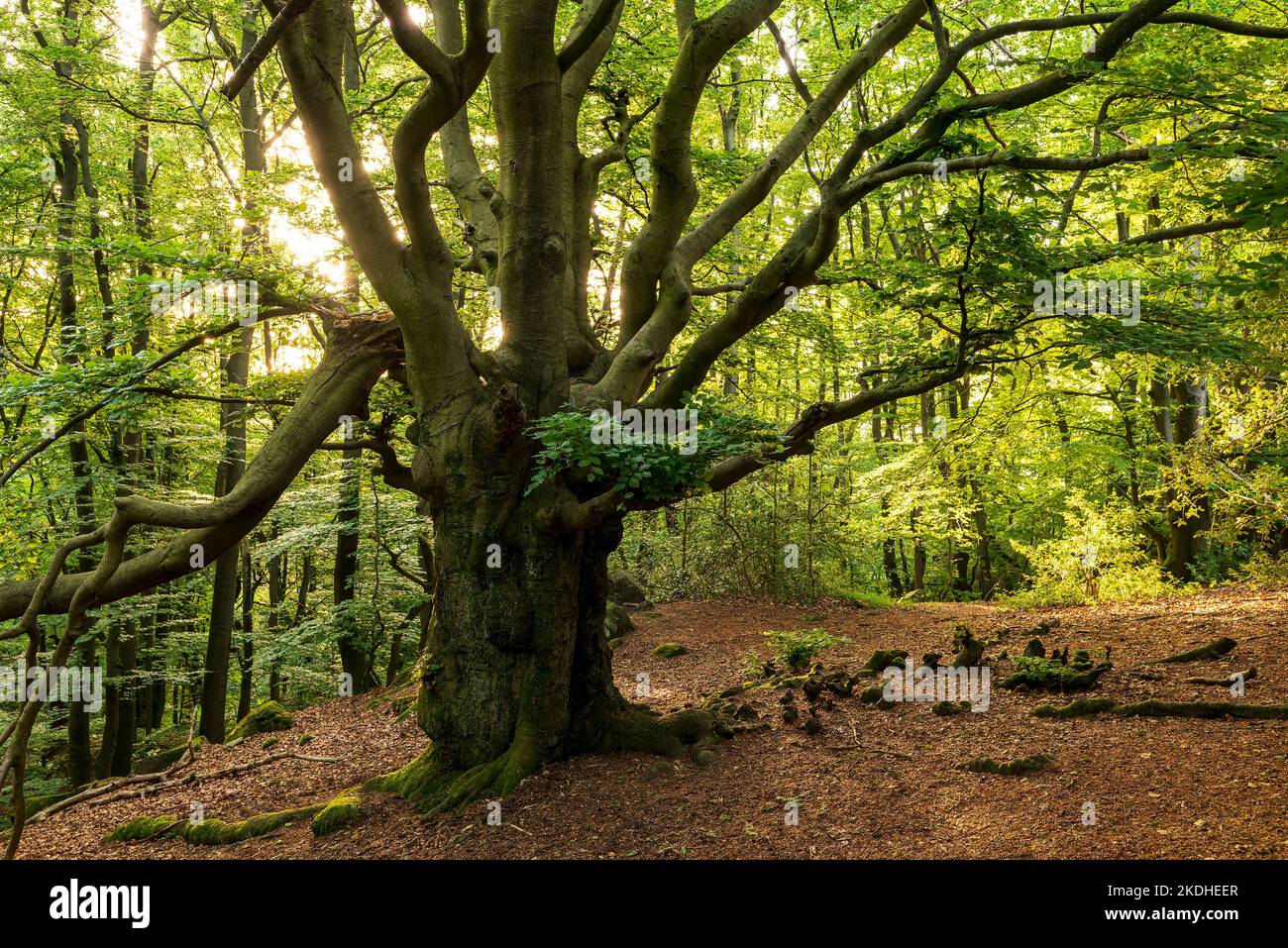 Mighty old beech tree with twisted branches in a lush early summer ...