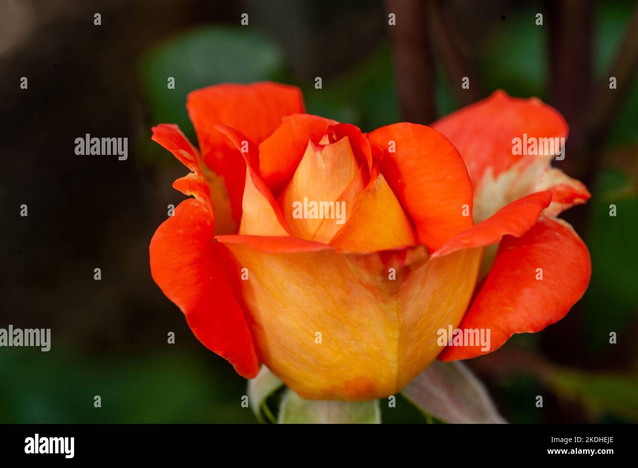 Roses at Shore Acres State Park on the Oregon Coast Stock Photo - Alamy