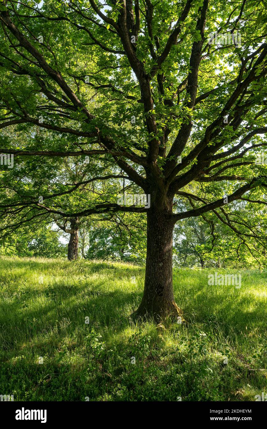 Beautiful oak tree (Quercus robur) with twisted branches and lush green ...