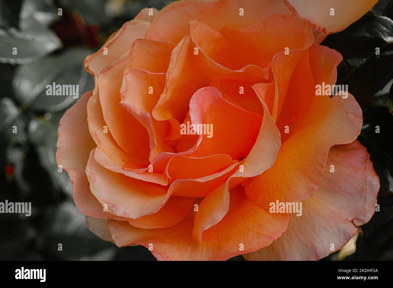 Roses at Shore Acres State Park on the Oregon Coast Stock Photo - Alamy
