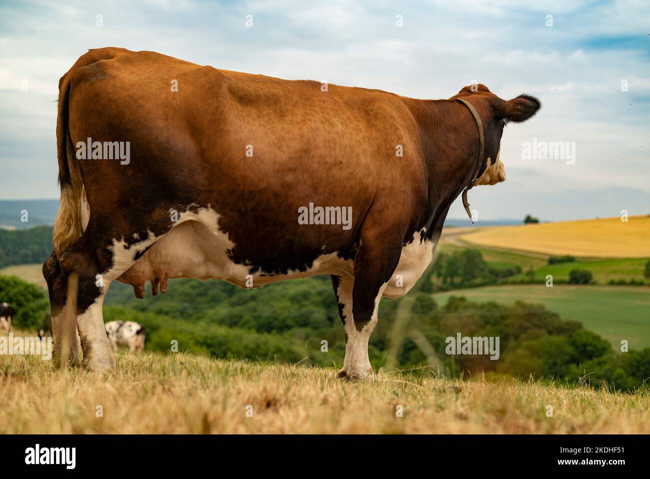 Low angle shot of a brown-white Holstein Friesian cow on a pasture ...