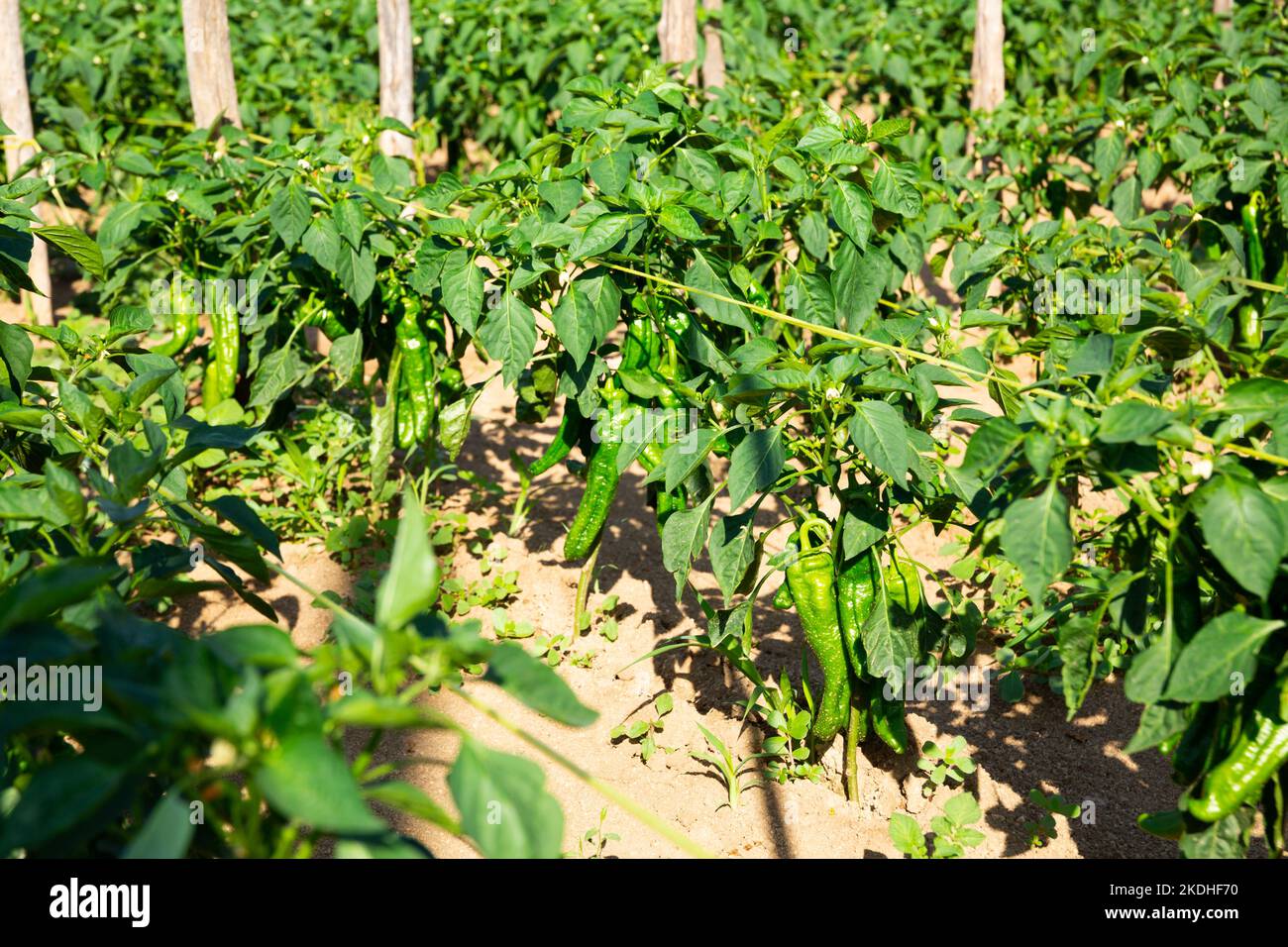 Green peppers ripening on bushes in vegetables garden Stock Photo - Alamy