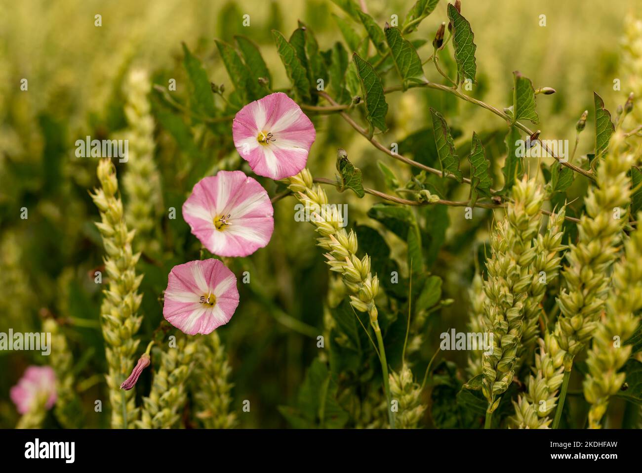 Beautiful pink field bindweed (Convolvulus arvensis) growing amidst ...