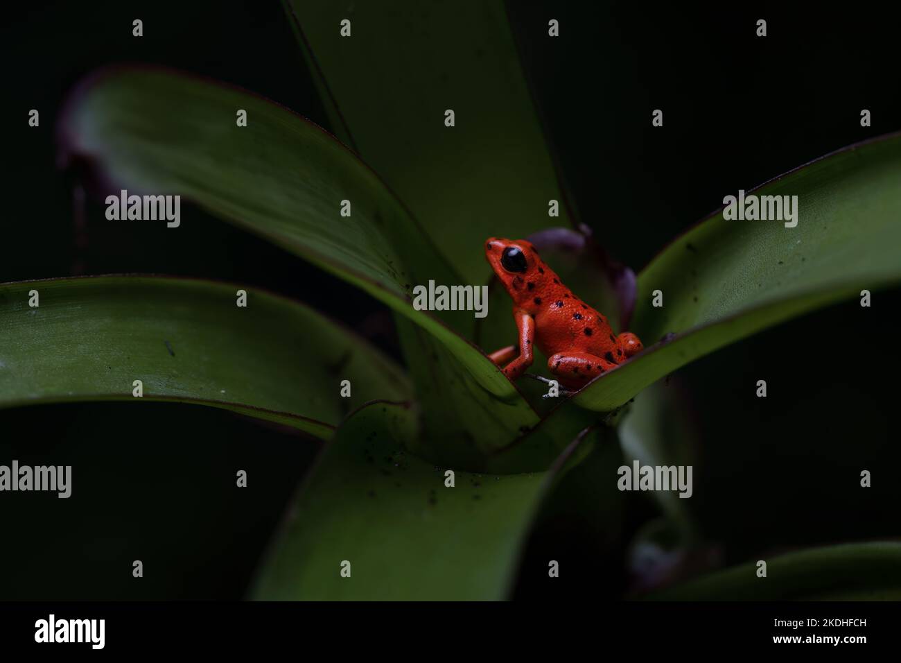 Red strawberry dart frog hi-res stock photography and images - Alamy