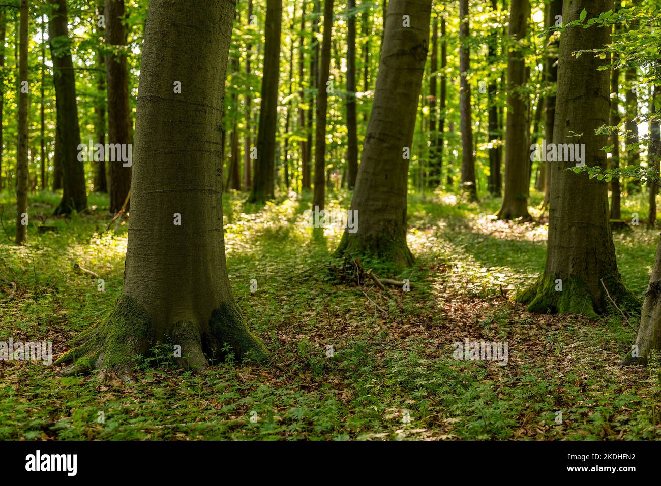 Trunks of big old beech trees growing amidst sweet woodruff in a forest ...