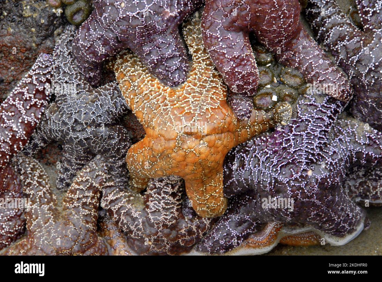 Variety of marine invertebrates hi-res stock photography and images - Alamy