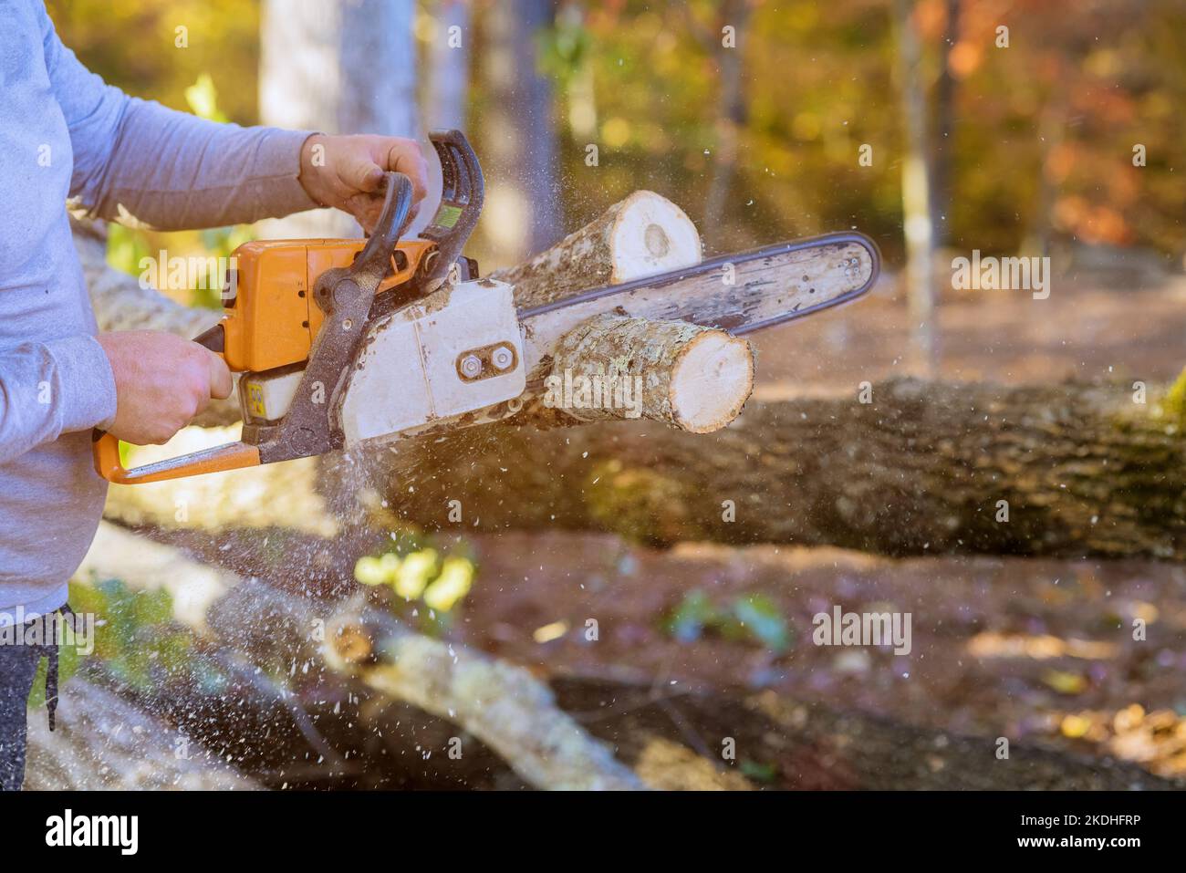 Using chainsaw man cuts trees in forest as he clears land for ...