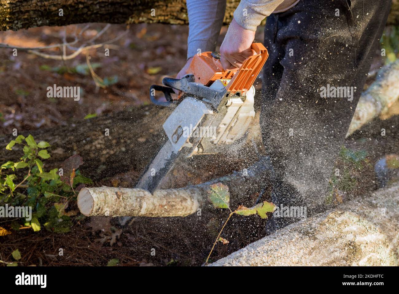 An man using chainsaw to cut trees as he clears forest for new house ...