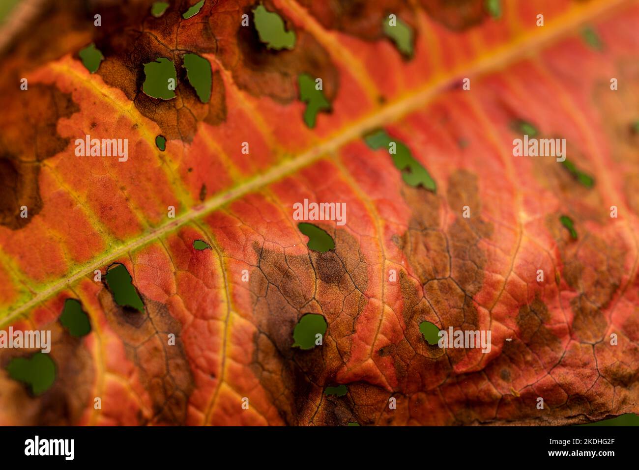 Natural background image of a withered red autumn leaf Stock Photo - Alamy