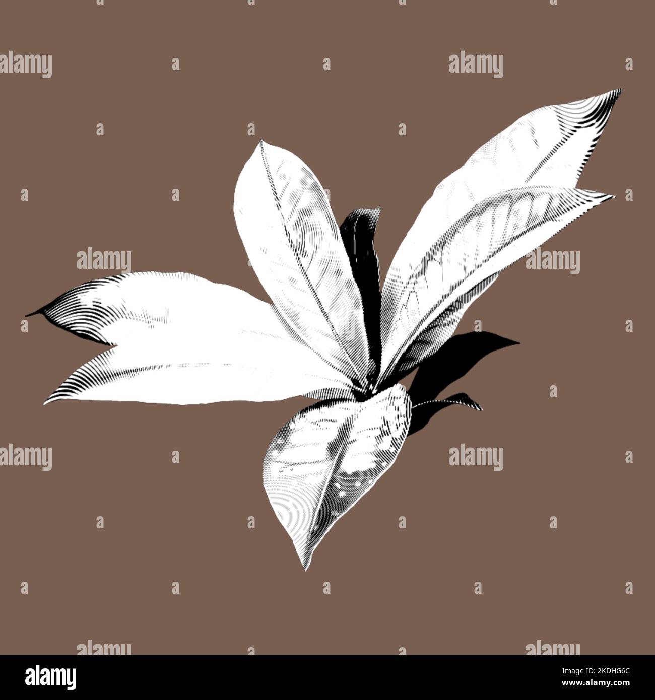 Caladium graphic leaf. Tropical isolated leaf ink Stock Photo - Alamy