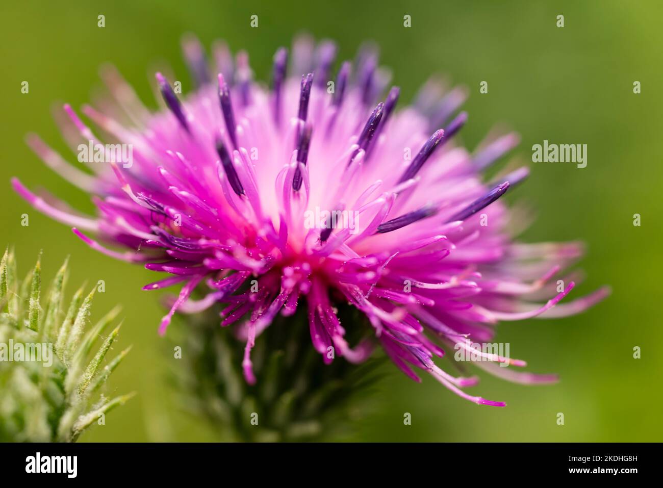 Purple spear thistle hi-res stock photography and images - Alamy