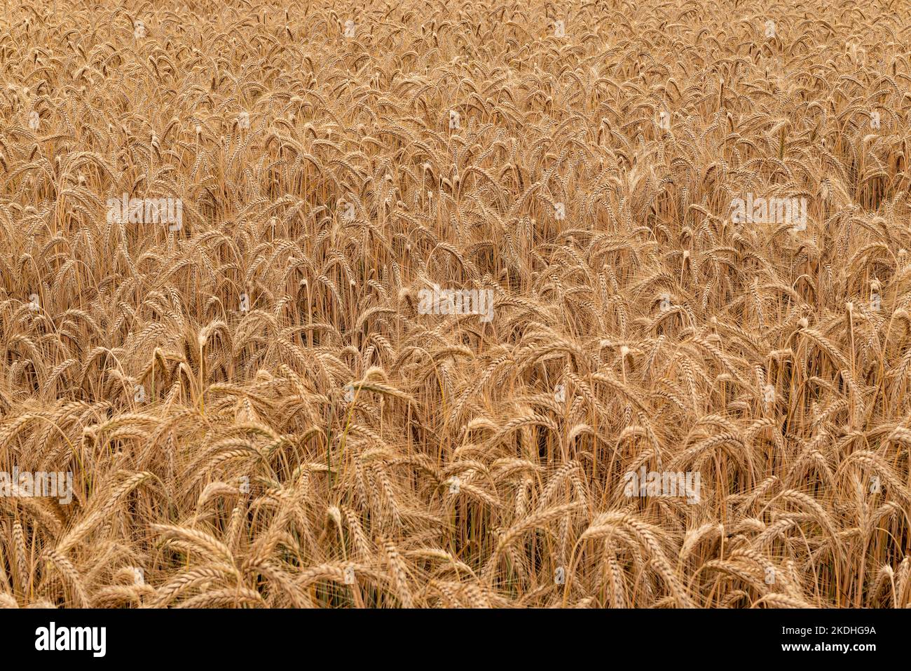 Agricultural background image of a golden wheat field ready for ...