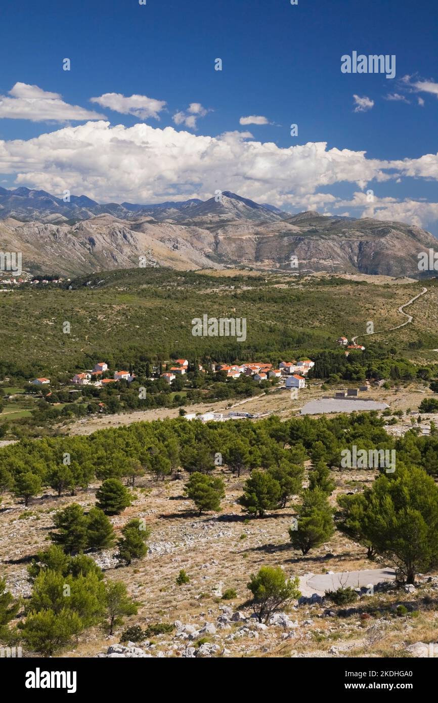 Pinus halepensis - Aleppo pine tree forest and mountain landscape with ...