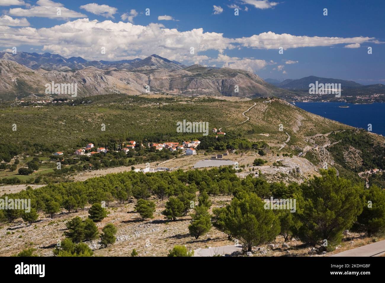 Pinus halepensis - Aleppo pine tree forest and mountain landscape with ...