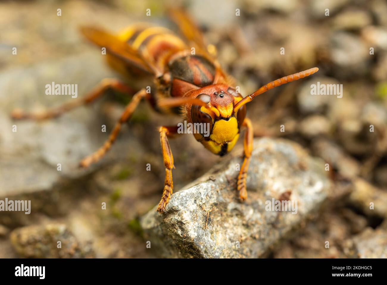 Macro photo of a beautiful European hornet (Vespa crabro), the largest ...
