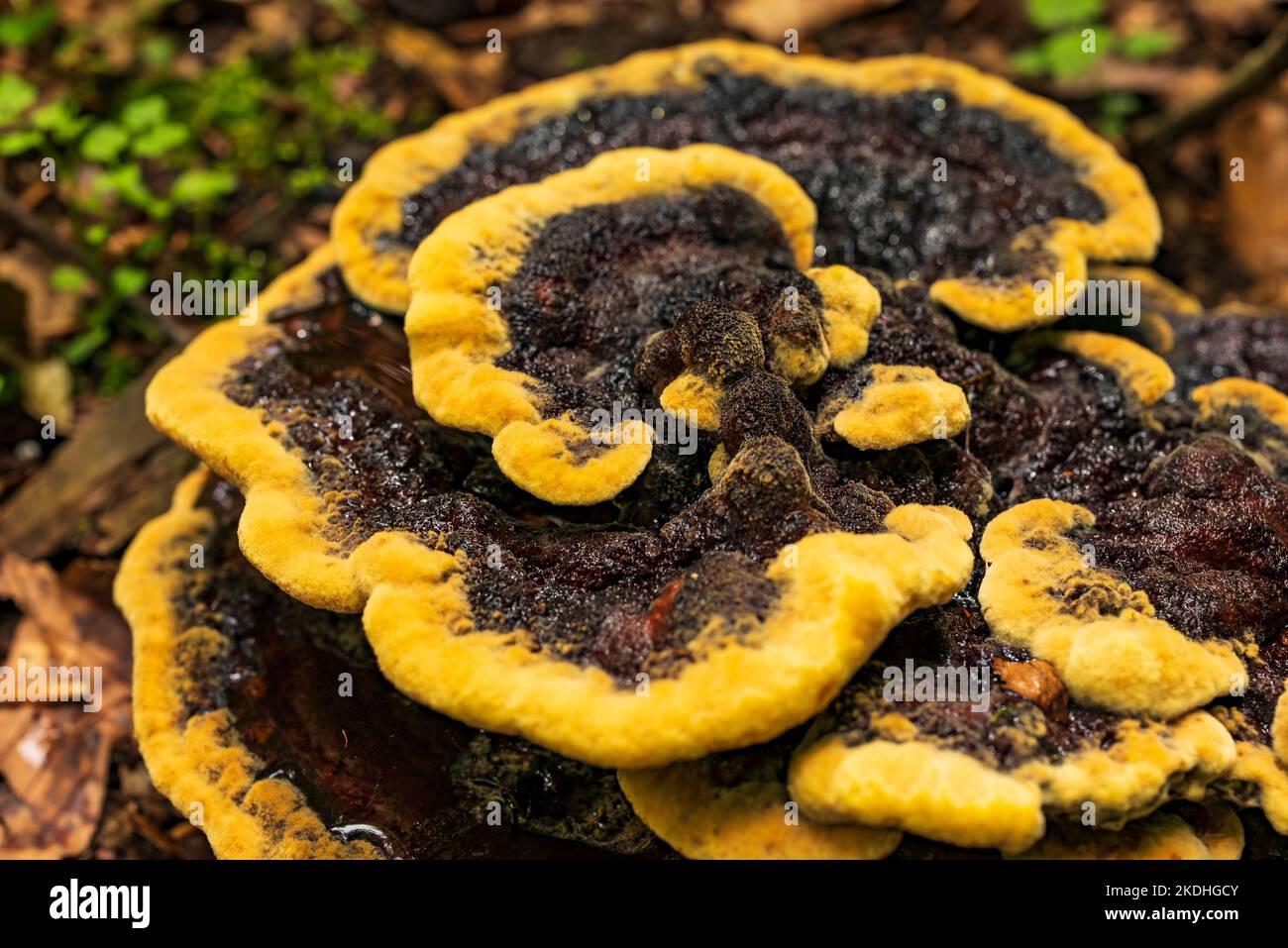 Close-up of a yellow Phaeolus schweinitzii fungus, also known as velvet ...
