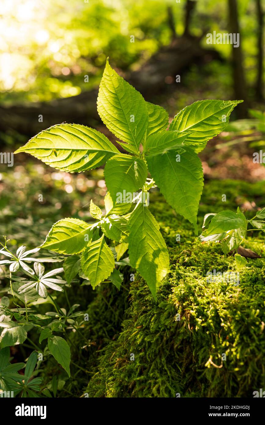 Backlit small balsam or small-flowered touch-me-not (Impatiens ...