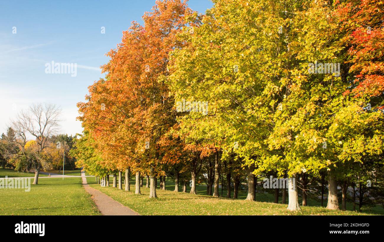 Autumn maple trees in the colors of green, red, yellow in a parc ...