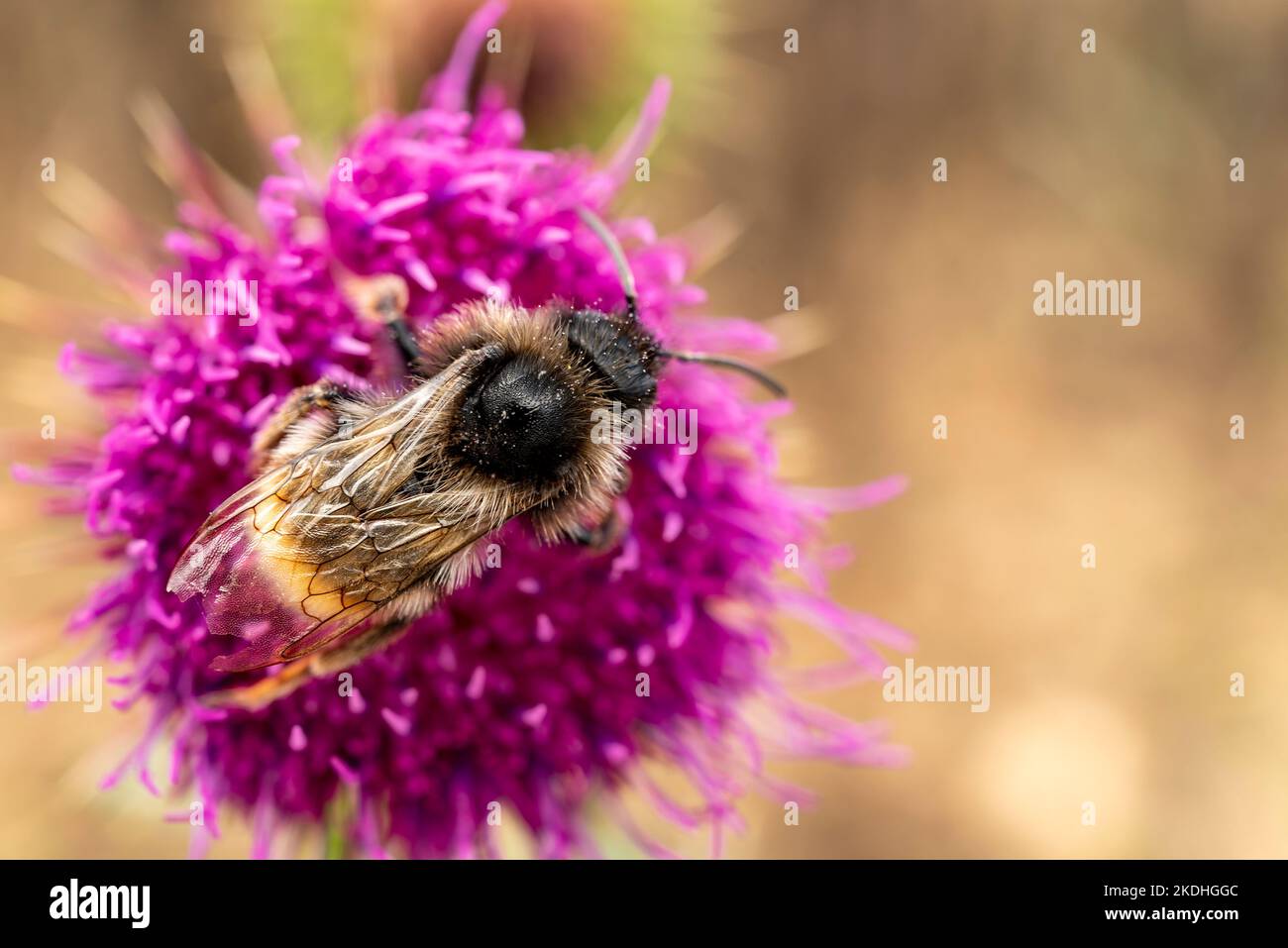 Macro photo of an early bumblebee (Bombus pratorum) gathering pollen ...