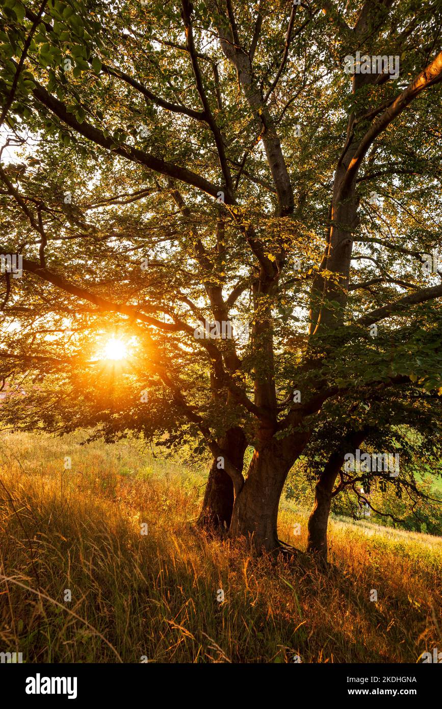 Beautiful beech tree (Fagus) with twisted branches in warm evening ...