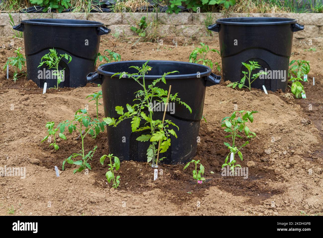A DIY in-ground drip irrigation system using buried plastic containers ...