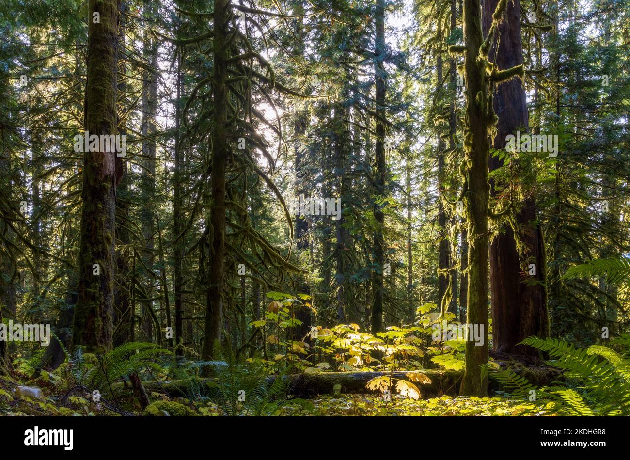 Forest Landscape at Mount Rainier National Park, Washington Stock Photo ...
